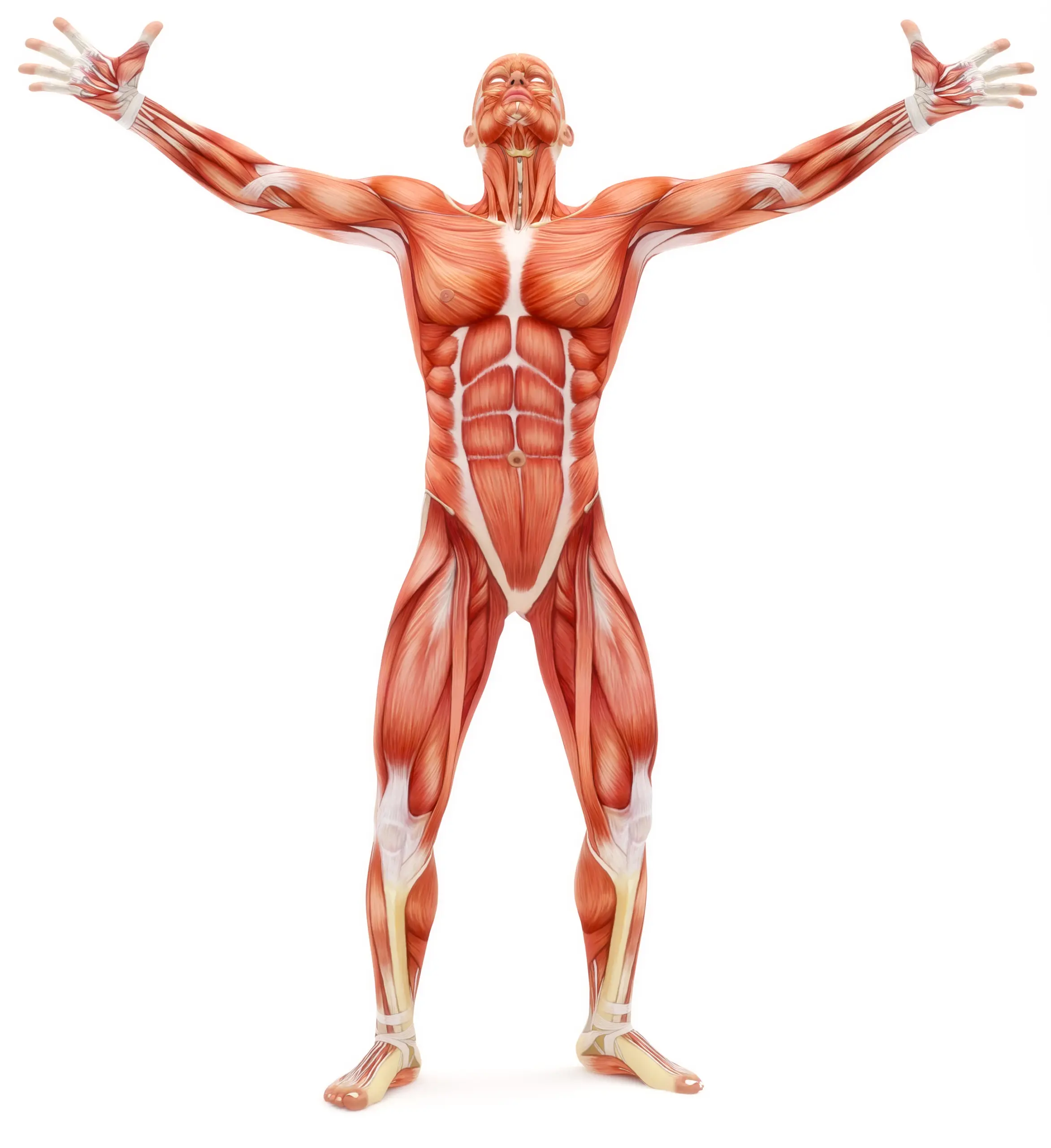 What Is The Strongest Muscle In The Human Body - Fitenomics